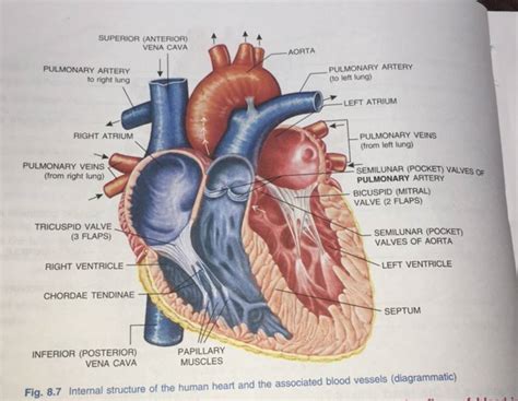 Fig Internal Structure Of The Human Heart And The Associated Blood V