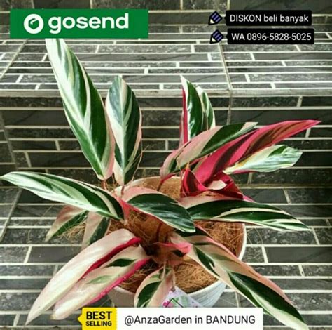 Tanaman Hias Calathea Three Color Maranta Bali Lazada Indonesia