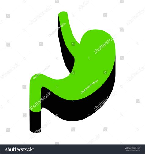 Human Anatomy Stomach Sign Vector Green Vector De Stock Libre De