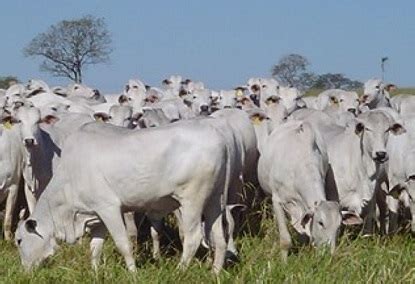 Ciclo pecuário análise do abate de vacas e preço do boi gordo em 2020
