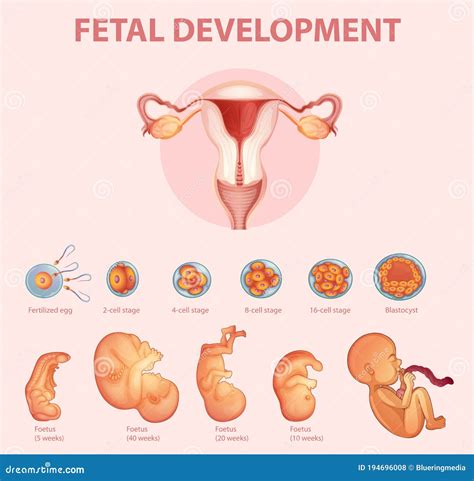 Stages Human Embryonic Development Stock Vector Illustration Of
