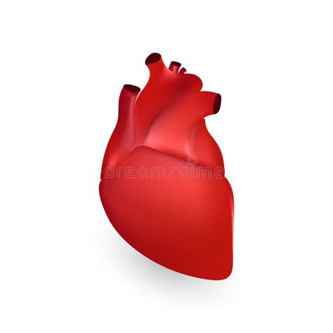 Human Heart Anatomy Stock Vector Illustration Of Heart 134617693