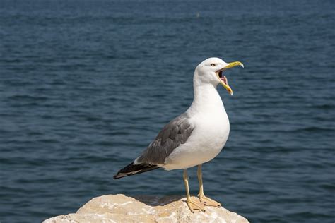 Möwe Vogel Felsen Kostenloses Foto auf Pixabay