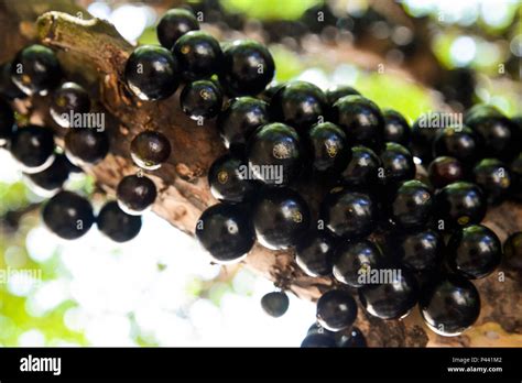 Vista Nativa Hi Res Stock Photography And Images Alamy