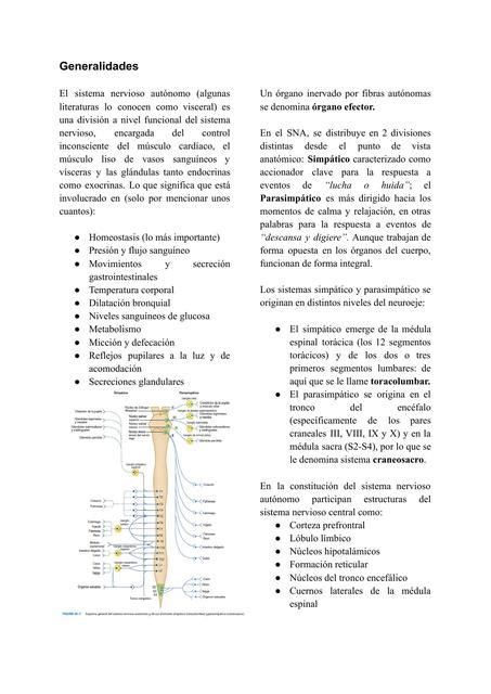 Sistema Nervioso Aut Nomo Experiencia M Dica Udocz
