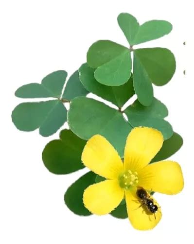 50 Sementes Trevo Azedinha Oxalis Corniculata Trevinho
