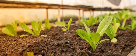 Ventajas del huerto ecológico Sola Viveros Ecológicos