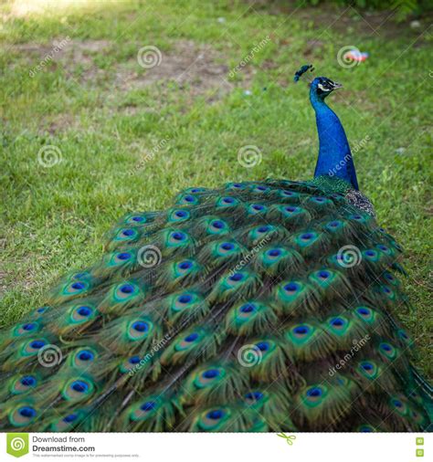 capítulo siete y media política la cola del pavo real histórico