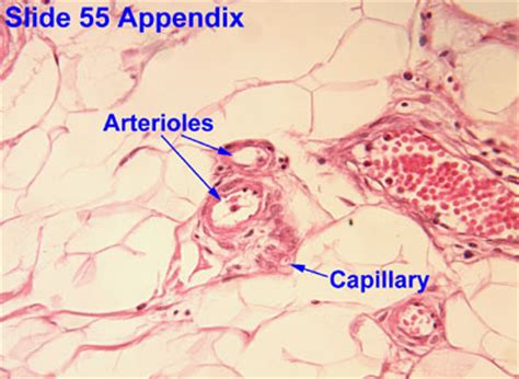 Arteries Veins And Capillaries Microscope