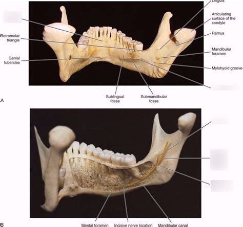 Posterior View Of Mandible Slide Diagram Quizlet