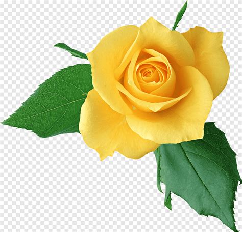 Details 100 Rosas Amarillas Png Abzlocal Mx