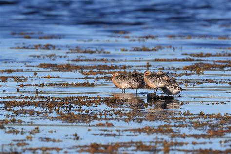 12 islas y áreas protegidas del golfo de California Guía completa