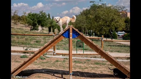 Parques De Perros Y Bienestar Canino Una Charla Con Dani De Anut