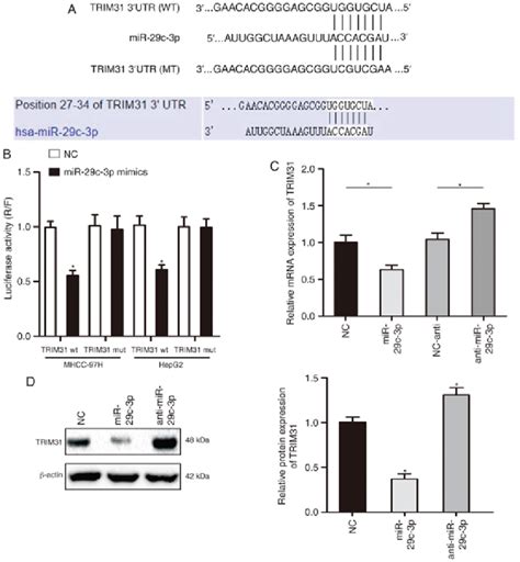 TRIM31 Is A Direct Target Gene Of MiR 29c 3p A TargetScan And