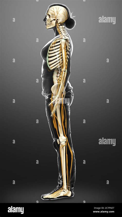3d Rendered Medically Accurate Illustration Ofa Female Nervous System