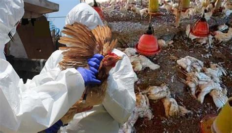 Influenza Aviar Reportan Casos En Granja Comercial De Huacho