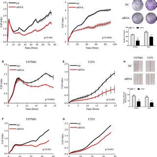 Klhdc A Regulates Glioma Cell Proliferation Migration And Invasion A