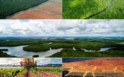 Por que o futuro do agronegócio depende da preservação do meio ambiente