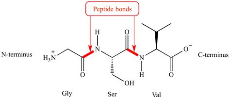 Peptide Bond Primary Structure