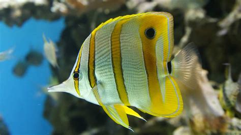 The 10 Best Saltwater Fish For Beginners Fishkeeping Advice