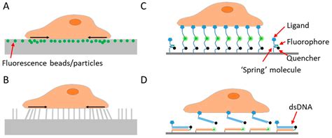 Sensors Free Full Text Recent Advances In Cell Adhesive Force