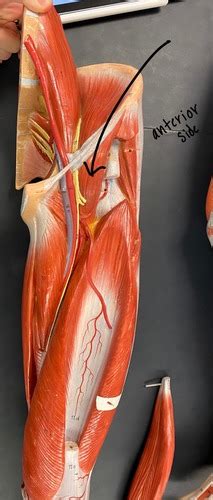 Bio Lab Lower Extremity Muscles Flashcards Quizlet
