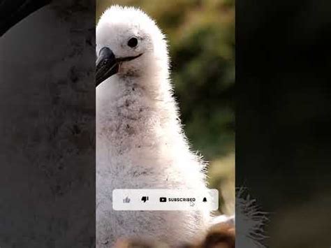 Albatros De Ceja Negra Todo Sobre Esta Especie Maravillosa Aves Exoticas
