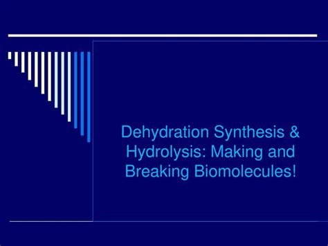 Dehydration Synthesis Hydrolysis Making And Breaking Biomolecules