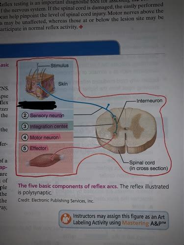 Human Reflex Physiology Flashcards Quizlet