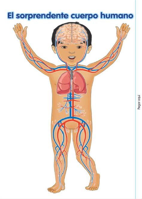 cuerpo humano rompecabezas en línea