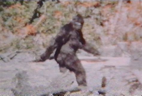 Bigfoot Sightings Over The Years Mirror Online