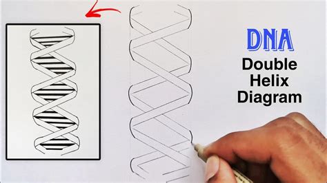 How To Draw Dna Double Helix Diagram Easily Step By Step For Beginners