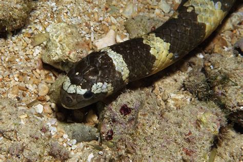 Ijima S Turtle Headed Sea Snake Emydocephalus Ijimae Stej Flickr