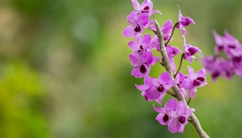 Como cuidar de orquídeas GUIA COMPLETO Tipos de Plantas