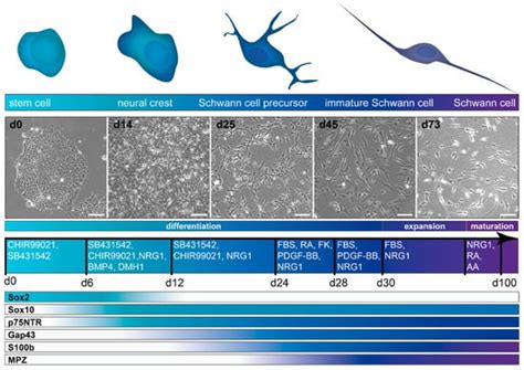 Cells Free Full Text Development And In Vitro Differentiation Of