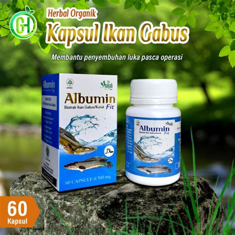 Kapsul Ikan Gabus Albumin Fit Herbal Alami 60 Kapsul Lazada Indonesia