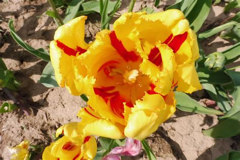 2023 05 18 Tulpe Gelb Rot BAKAWI Flickr