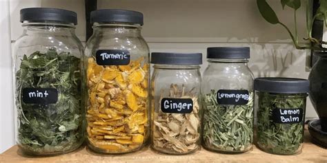 How To Freeze Dry Herbs A Step By Step Guide Growing In The Garden