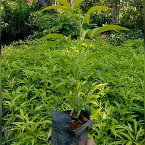 Jual Bibit Pohon Kayu Cendana Ntt Shopee Indonesia