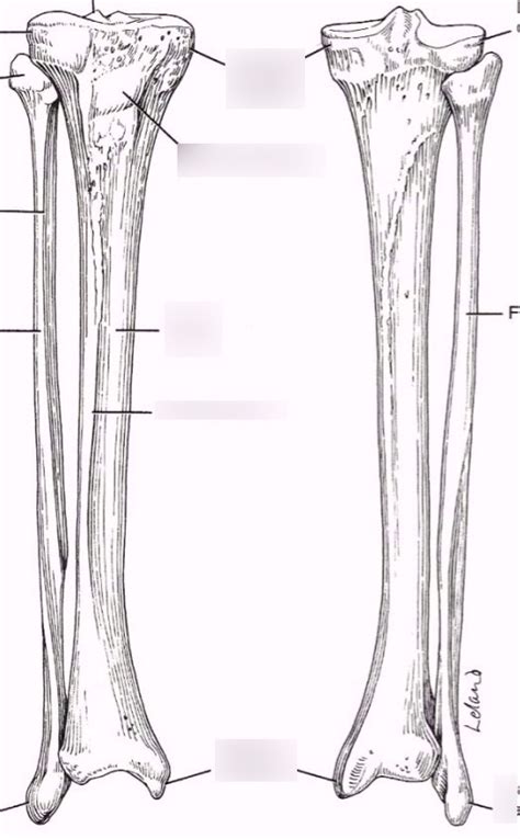 Appendicular Skeleton Lower Leg Diagram Quizlet