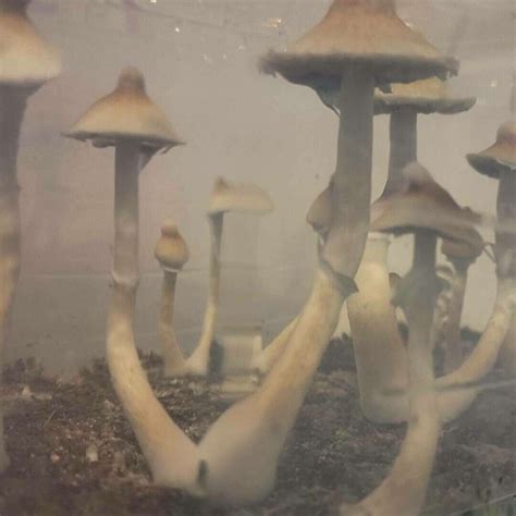 First Time Contamination Issue Help Identifying Mushroom