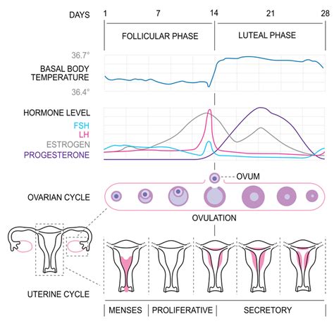 Heart Rate Variability Hrv And The Menstrual Cycle