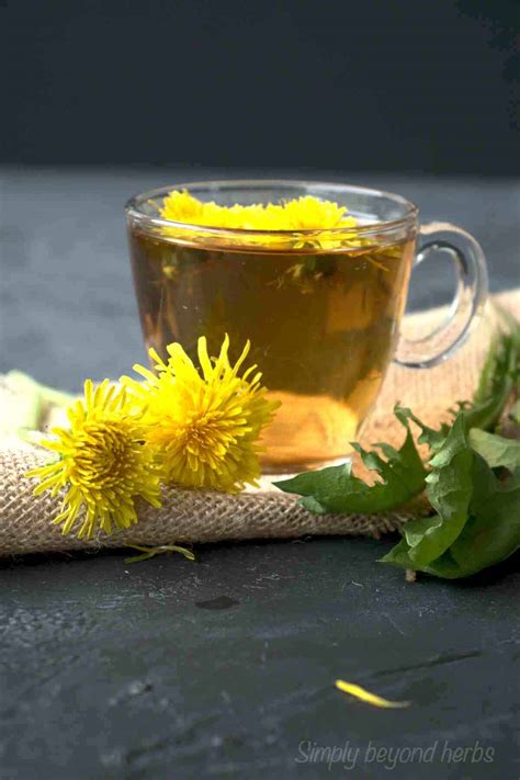 Dandelion Tea Recipe From Flowers Greens Or Roasted Roots