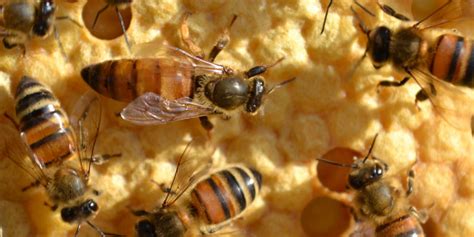 Le R Le Des Abeilles Et Pollinisateurs Dans La Biodiversit Apilia