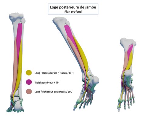 Tendon De La Jambe