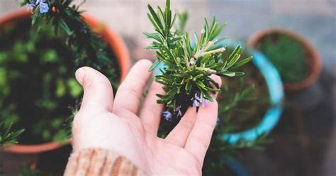 5 Plantas Que Afastam Baratas Da Sua Casa E De Qualquer Lugar