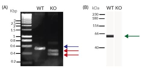 THP1 Dual KO IRF5 cells NF κB IFN reporter monocytes InvivoGen