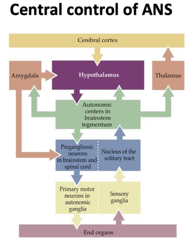 Neuro Autonomic Nervous System And Diffuse Modulatory Systems