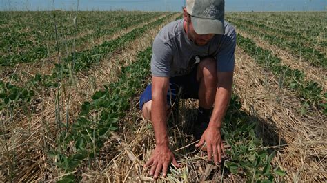 In Row Roller Crimping Cereal Rye For Earlier Soybean Planting