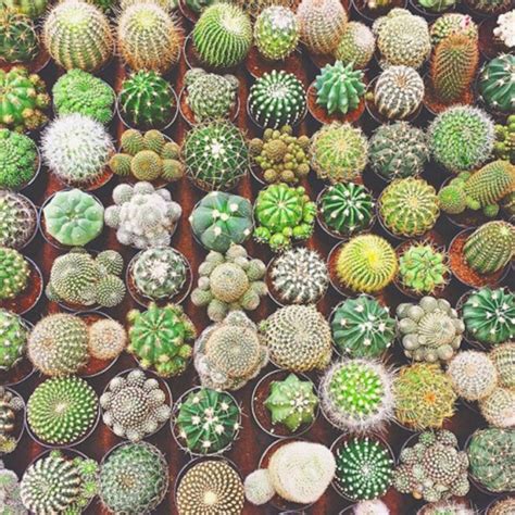 24 Indoor Cactus Garden Ideas Worth To Check SharonSable